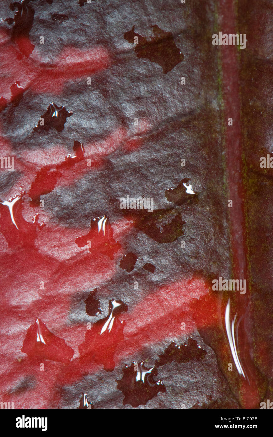 Back side of leaf hi-res stock photography and images - Alamy