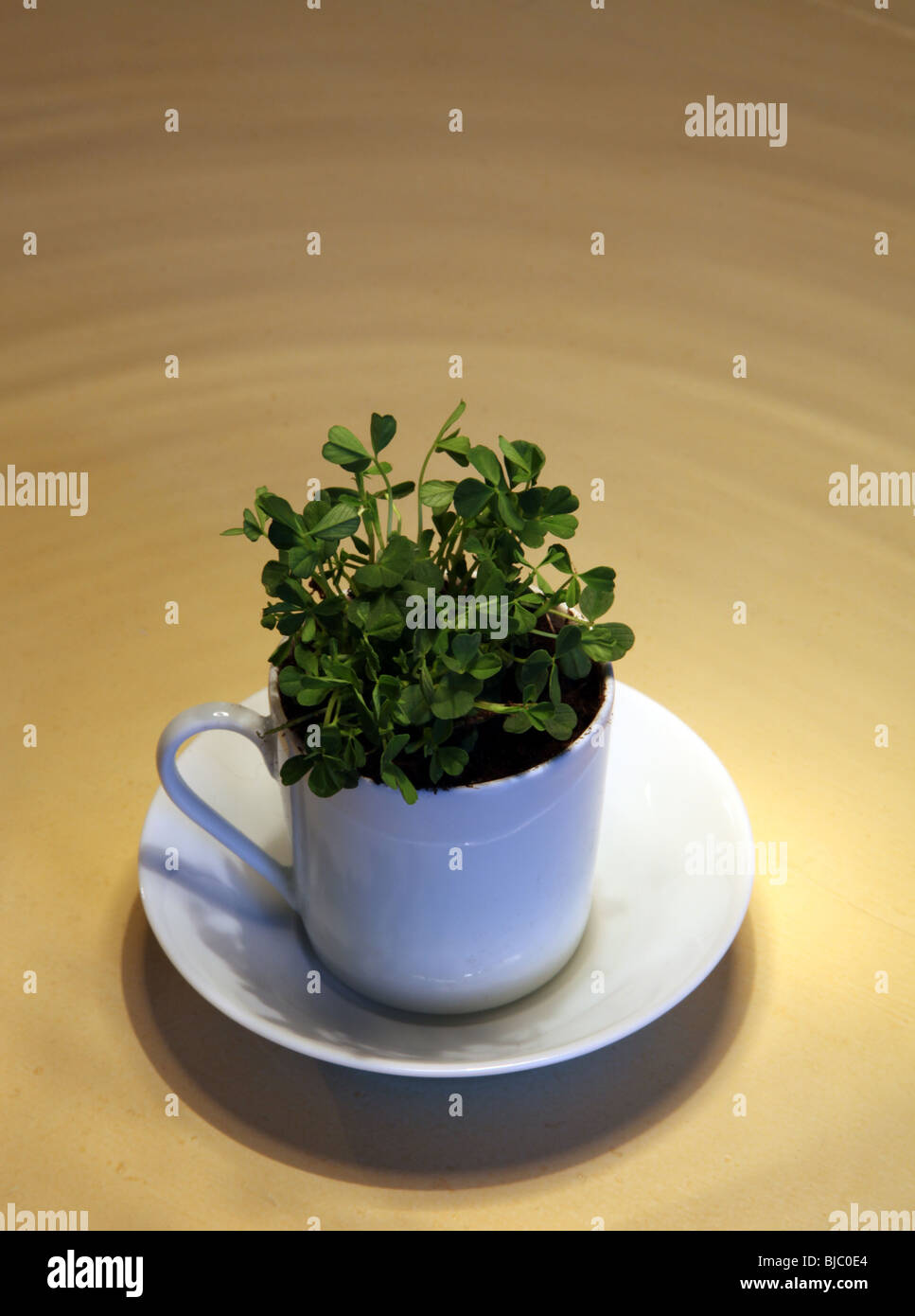 Shamrock hi-res stock photography and images - Alamy
