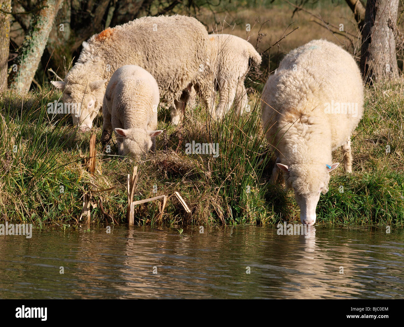 Lambs river bank hi-res stock photography and images - Alamy