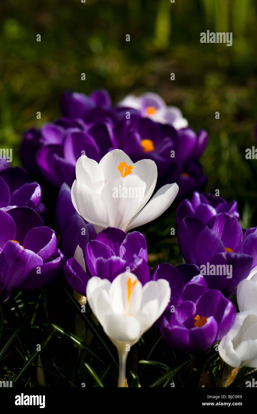 Naturalized bulbs hi-res stock photography and images - Alamy