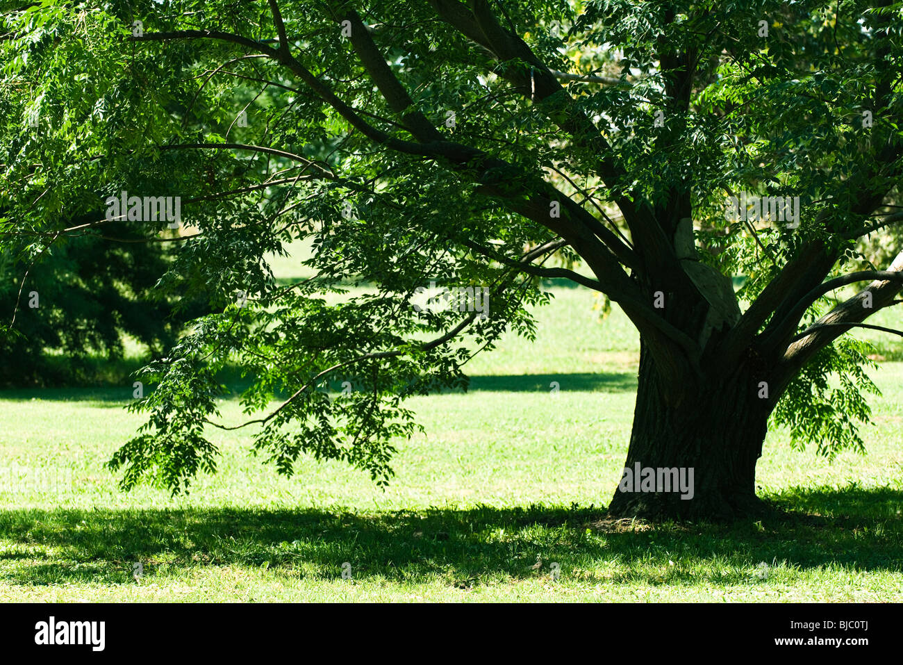 Walnut shade hi-res stock photography and images - Alamy