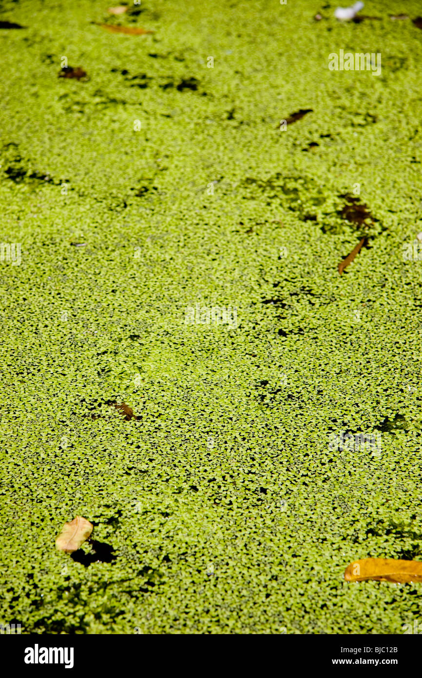 Weed covered garden pond Stock Photo - Alamy