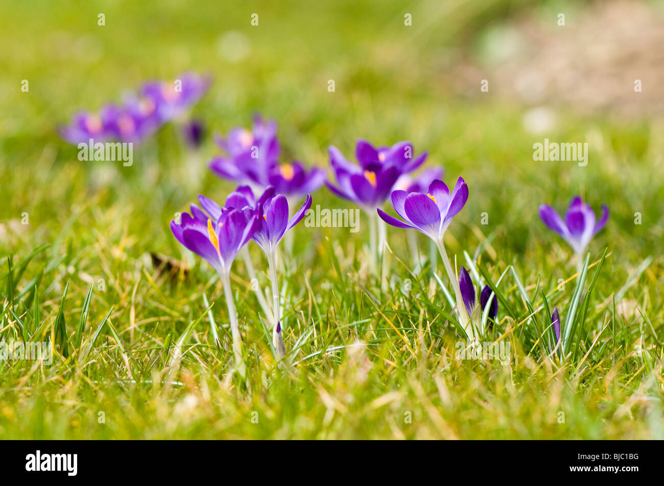 Crocus tommasinianus 'Ruby Giant' growing in a garden lawn in The ...
