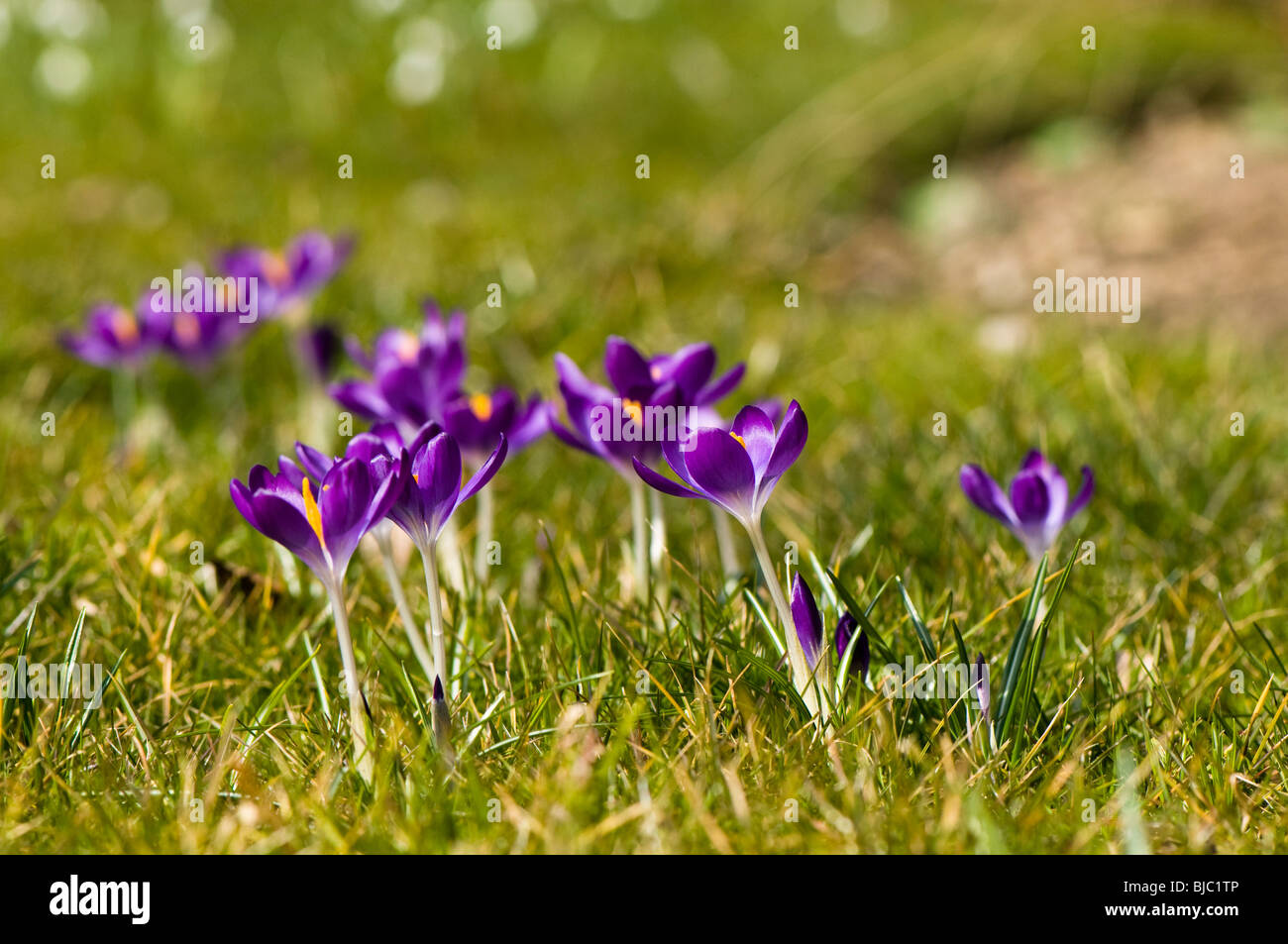 Crocus tommasinianus 'Ruby Giant' growing in a garden lawn in The ...
