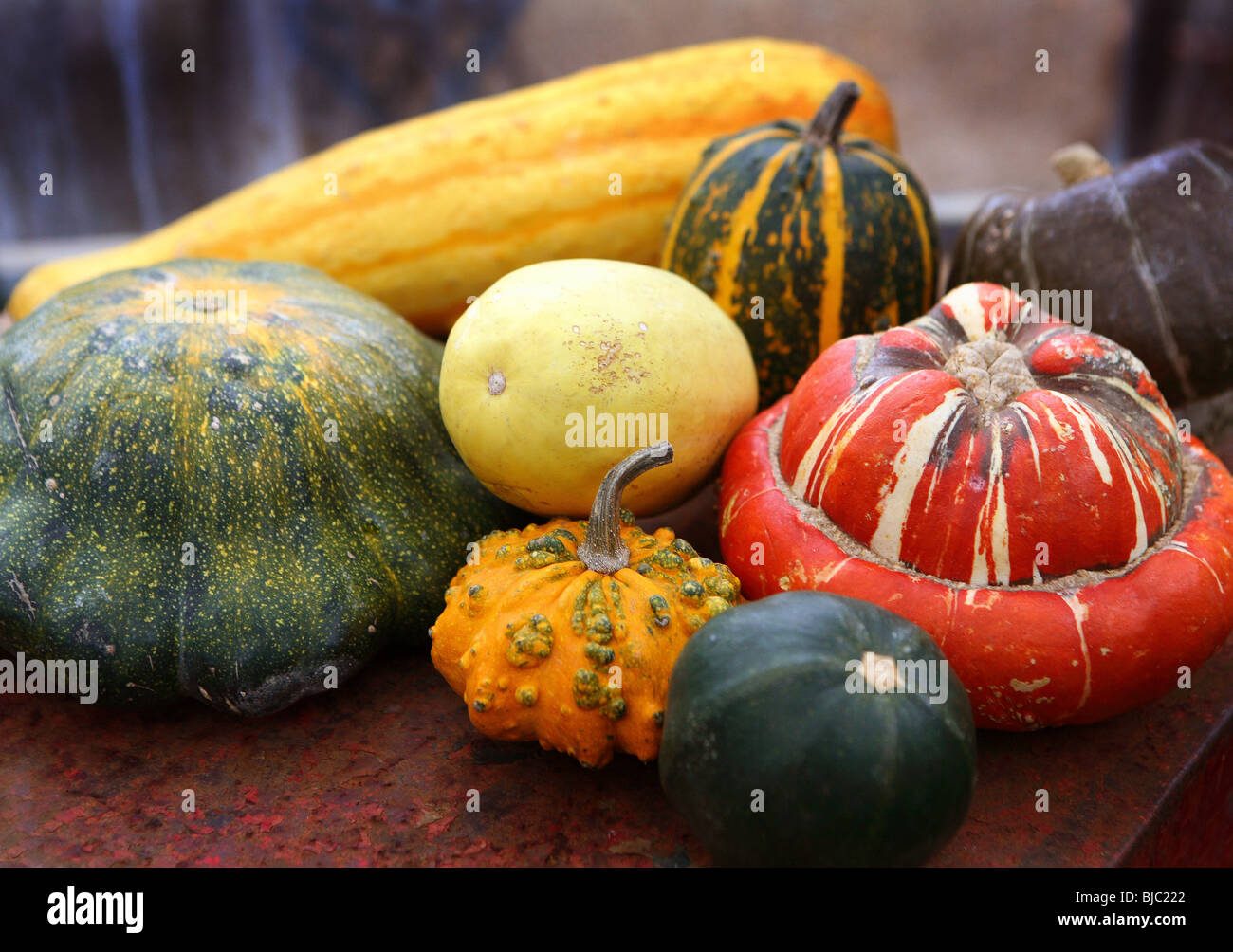 Pumpkins and squash Stock Photo - Alamy