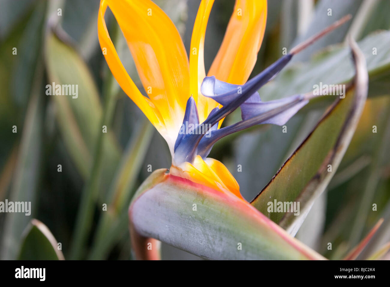 Bird of paradise flower hawaii hi-res stock photography and images - Alamy