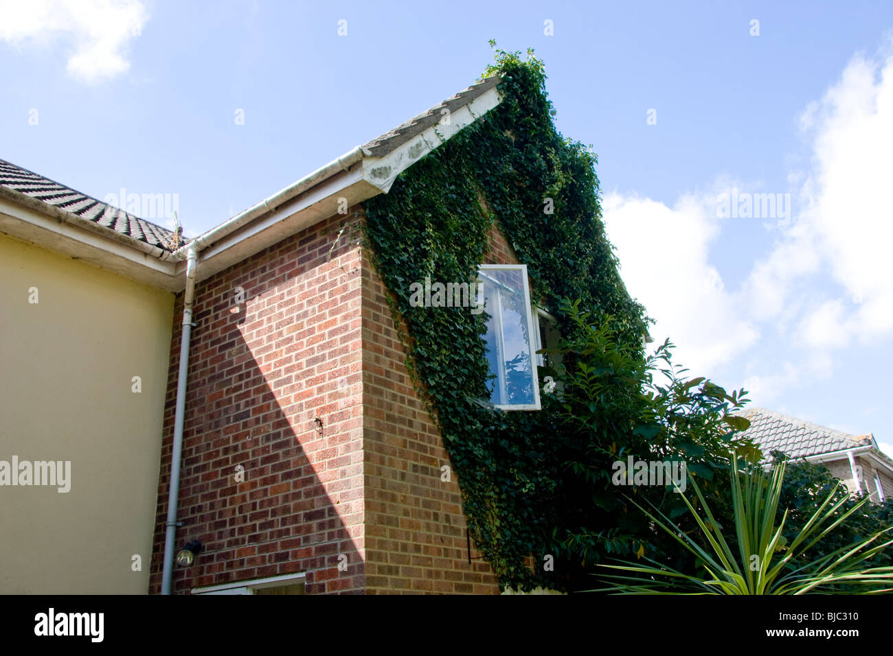 Modern house overgrown with ivy Stock Photo - Alamy