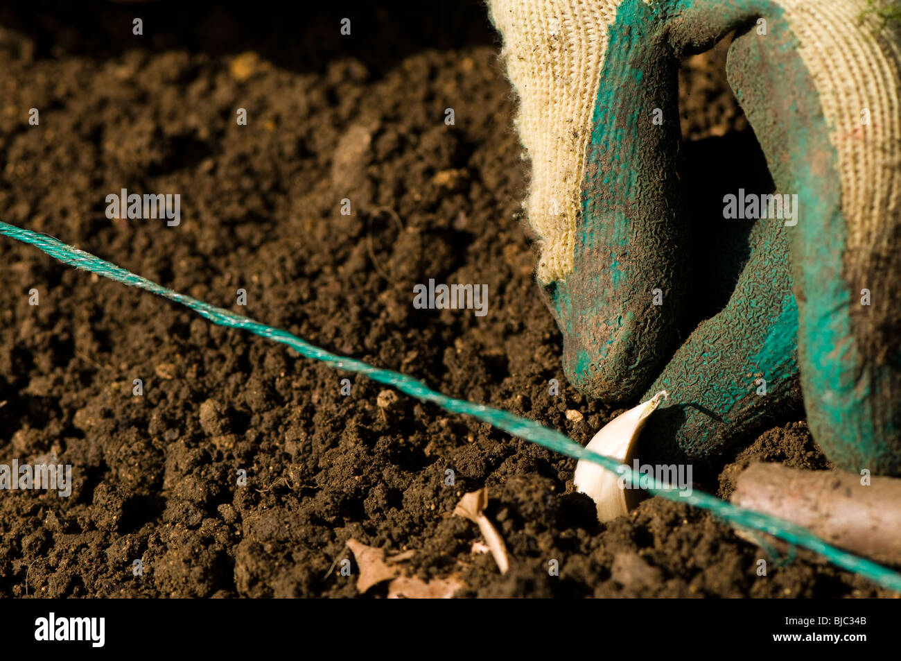 French Man Garlic High Resolution Stock Photography and Images - Alamy