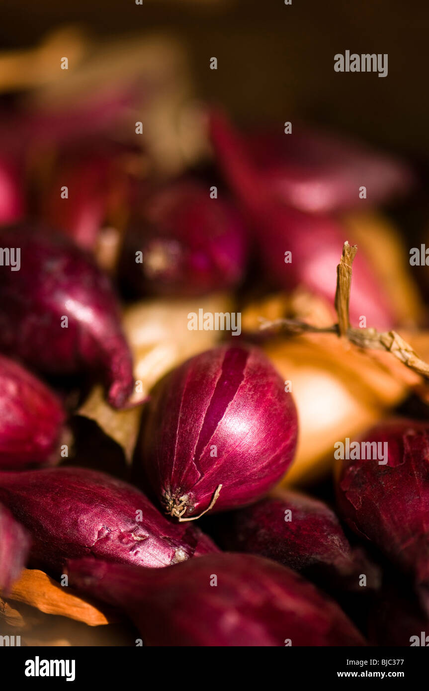 Red white onion sets hi-res stock photography and images - Alamy