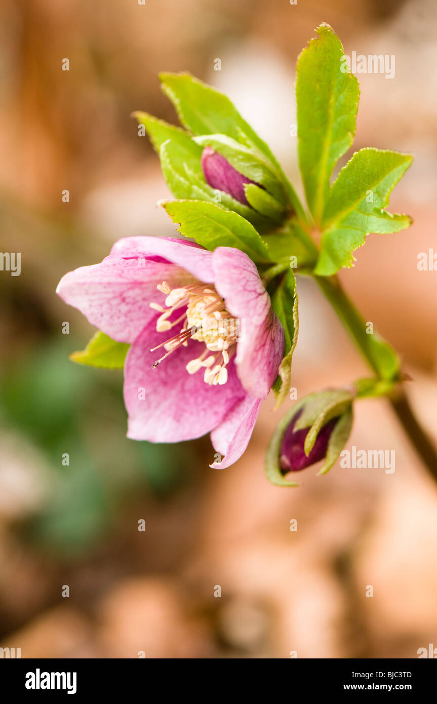 Hellebores hi-res stock photography and images - Alamy