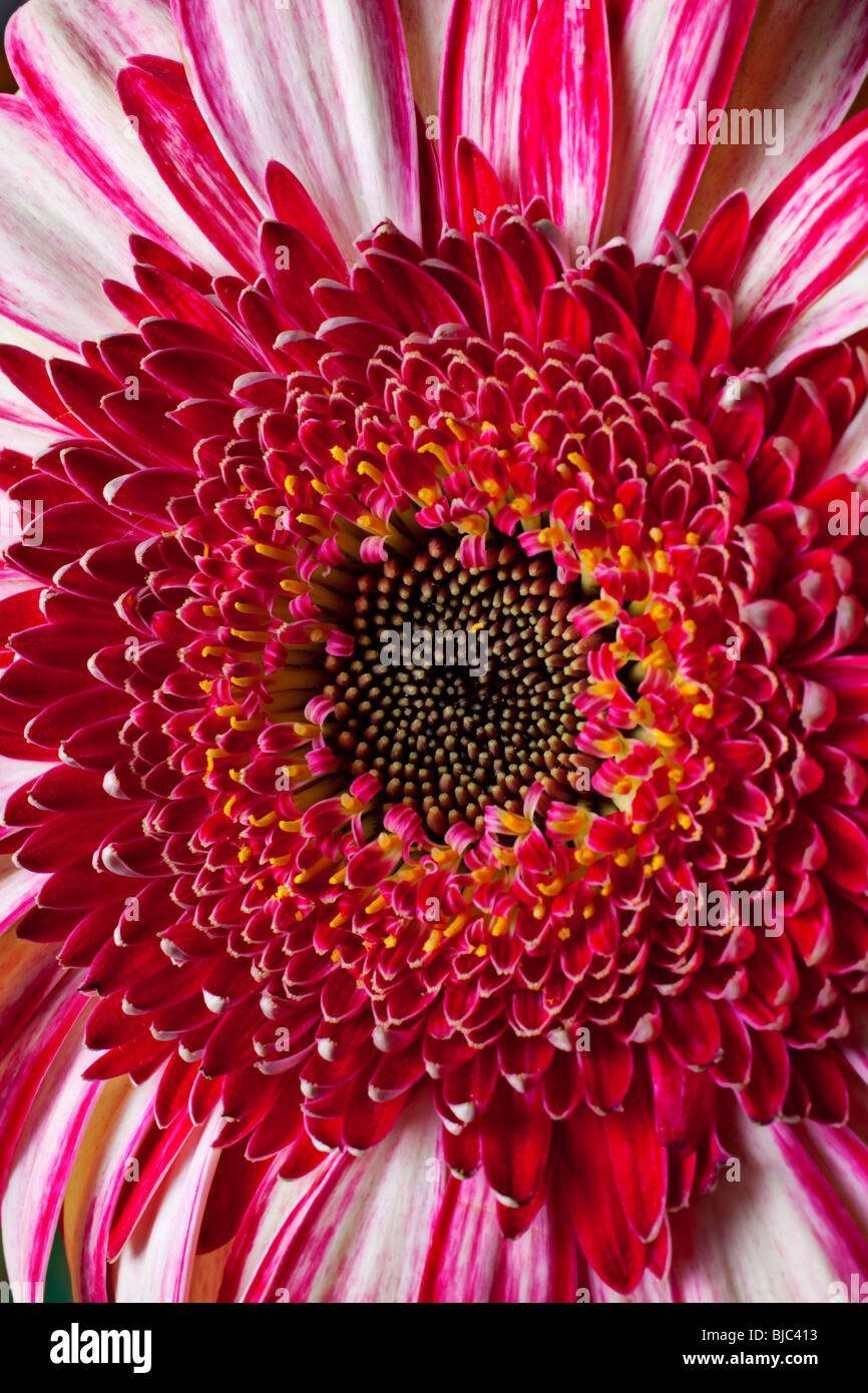 Mum colours hi-res stock photography and images - Alamy