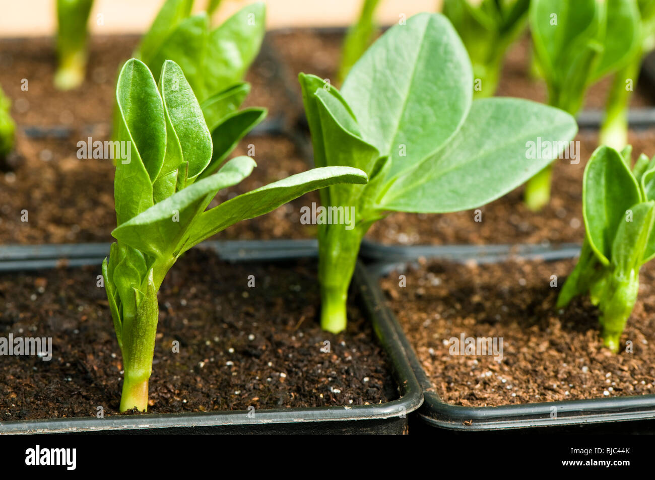 Green beans inside greenhouse hi-res stock photography and images - Alamy