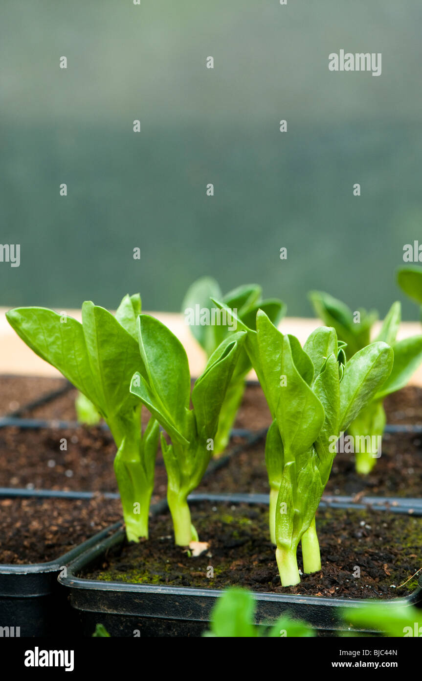 Green beans inside greenhouse hi-res stock photography and images - Alamy