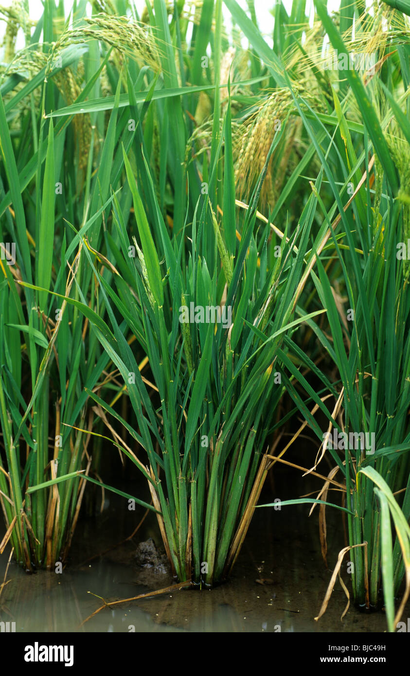 Stunted rice hi-res stock photography and images - Alamy