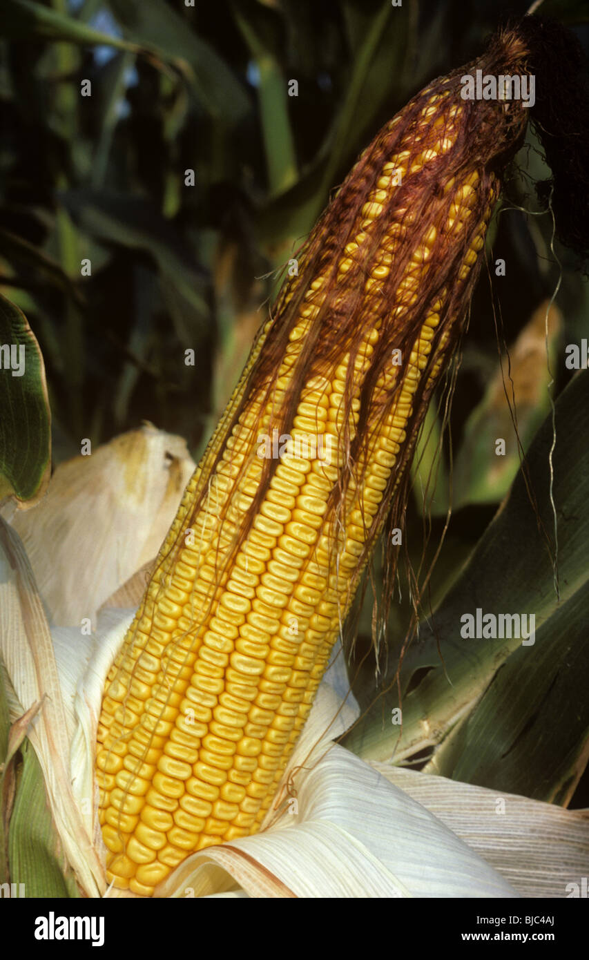 Exposed mature cob of maize or corn, Greece Stock Photo - Alamy