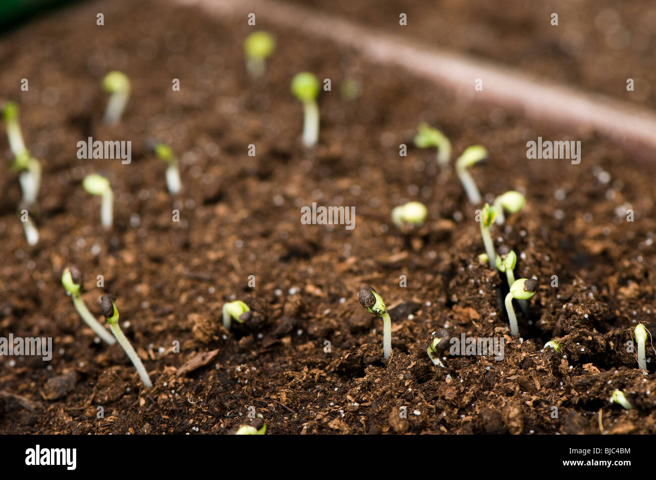 Salvia Officinalis Albiflora, White Flowering Sage, newly germinated seedlings in a tray in a ...