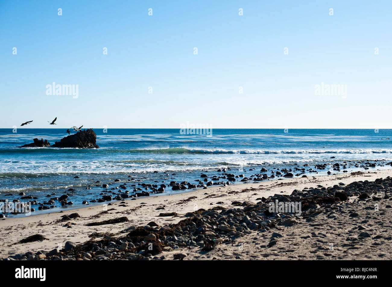 Blue ocean birds hi-res stock photography and images - Alamy