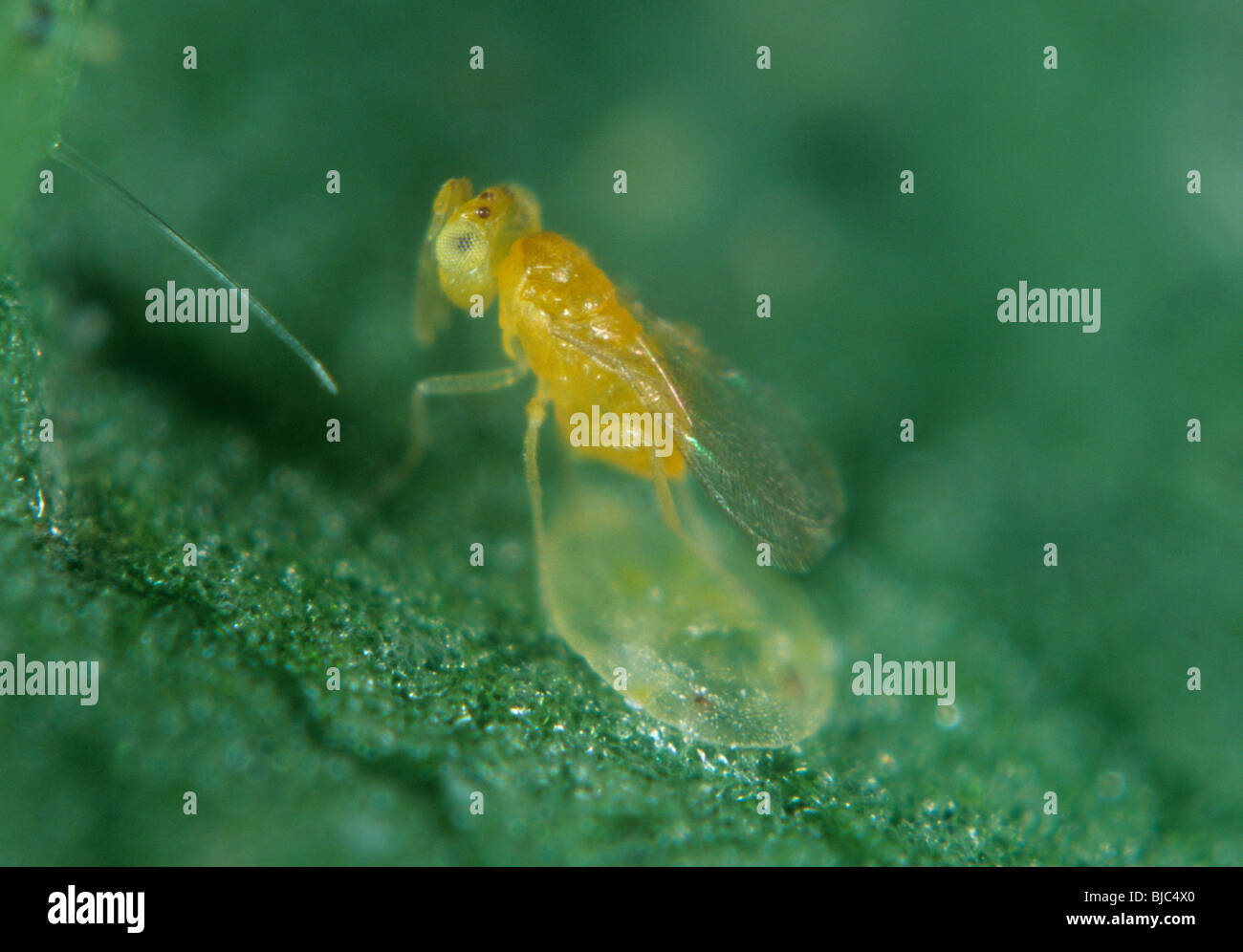 Aphelinidae hi-res stock photography and images - Alamy