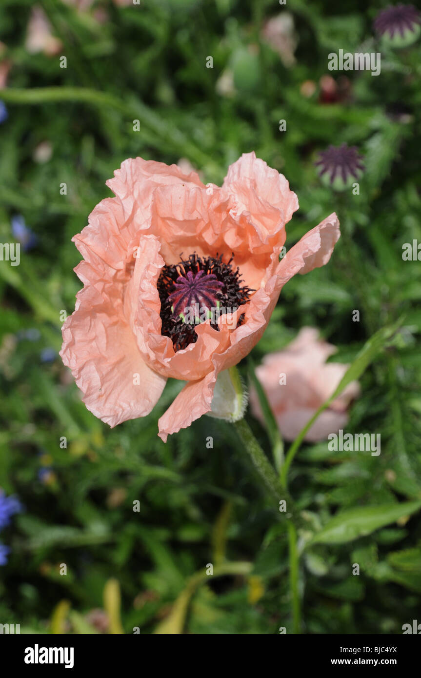 Blush Pink poppy flower head with stem - Berkshire, England, UK Stock ...