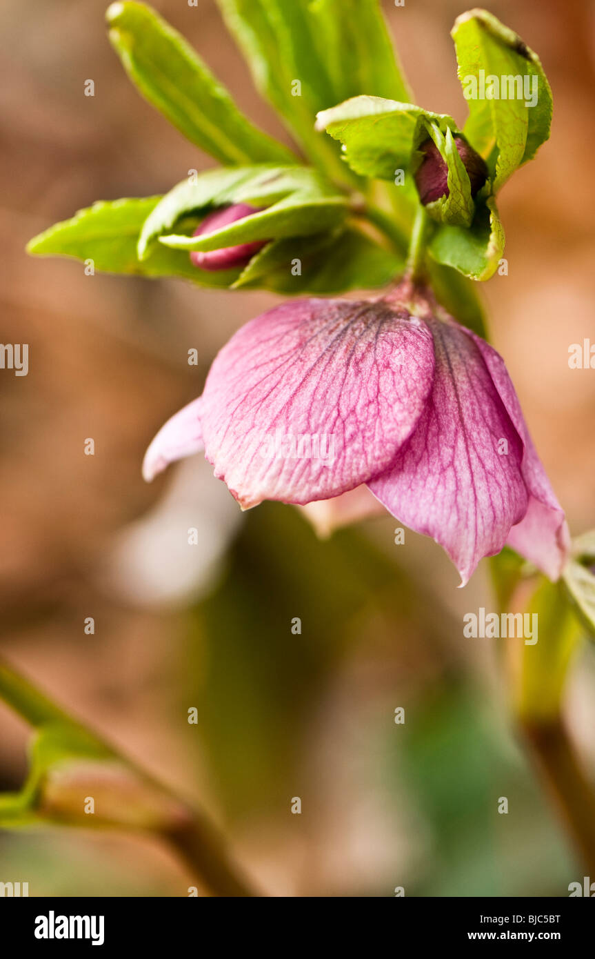 Pink hellebore in flower hi-res stock photography and images - Alamy