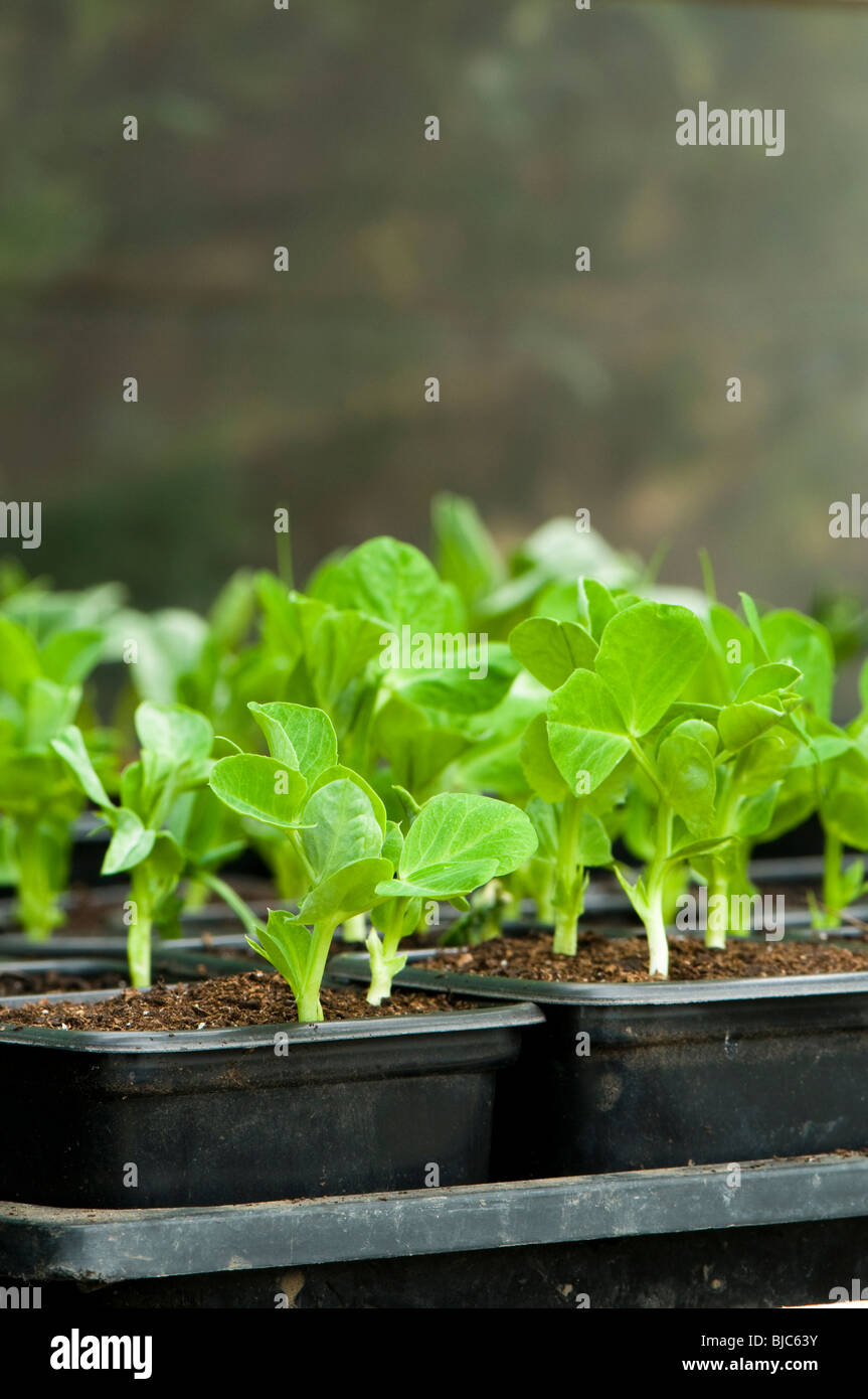 Pea shoots in pots hi-res stock photography and images - Alamy