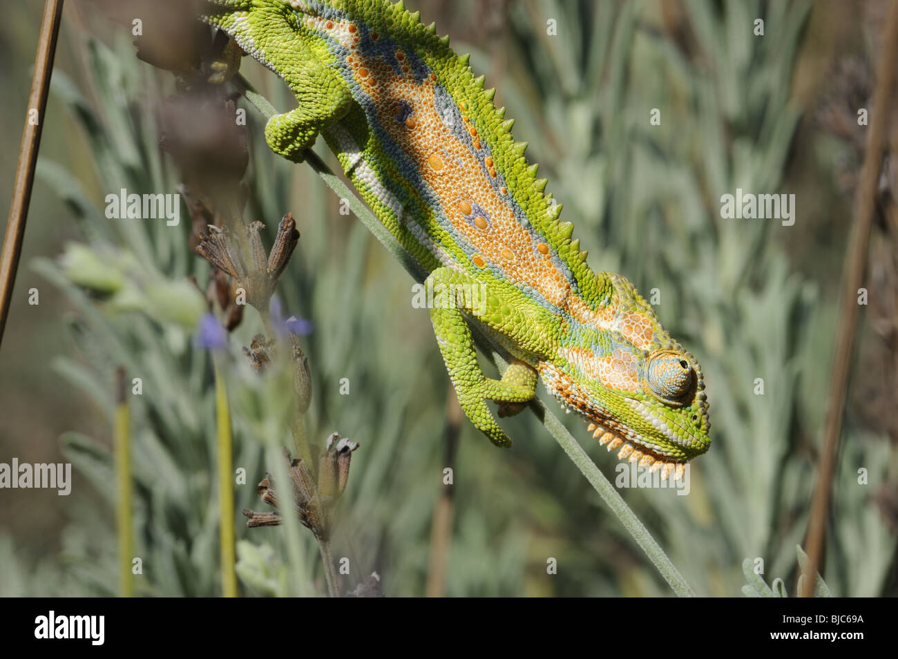 Cape dwarf bradypodion pumilum hi-res stock photography and images - Alamy