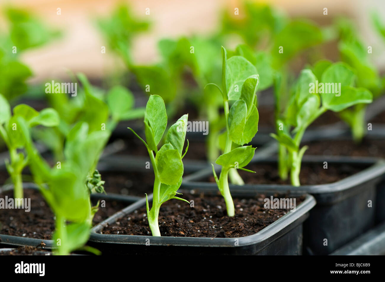 Pea shoots in pots hi-res stock photography and images - Alamy