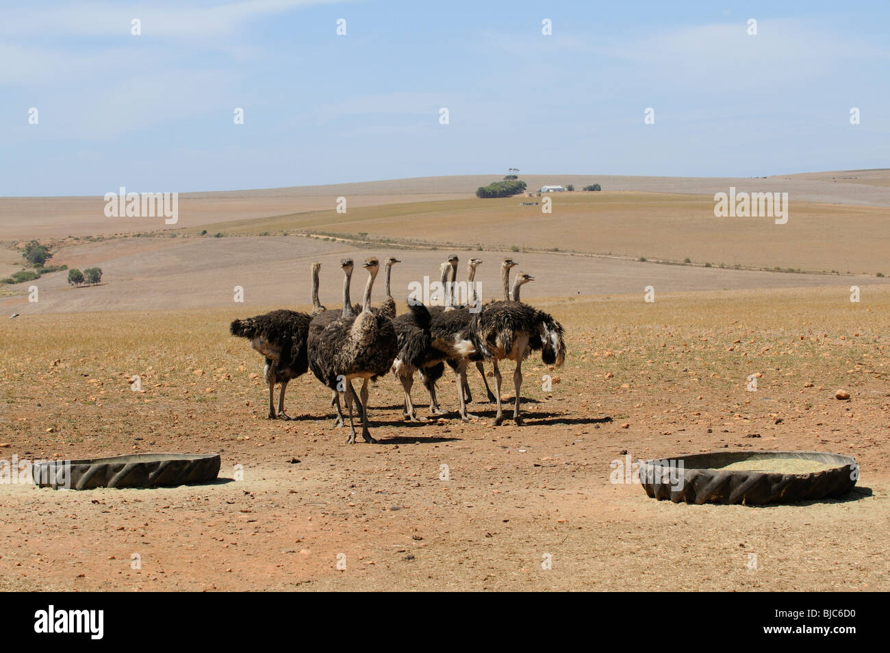 South africa ostrich food hi-res stock photography and images - Alamy