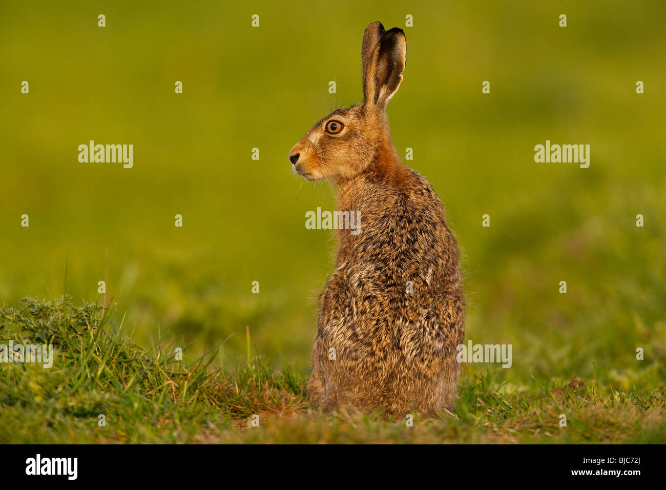 Protected species of british wild flowers hi-res stock photography and ...