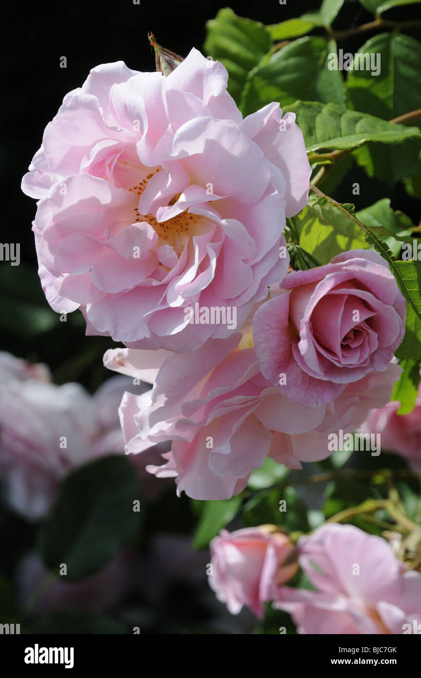 Pink roses in full bloom with buds Stock Photo - Alamy