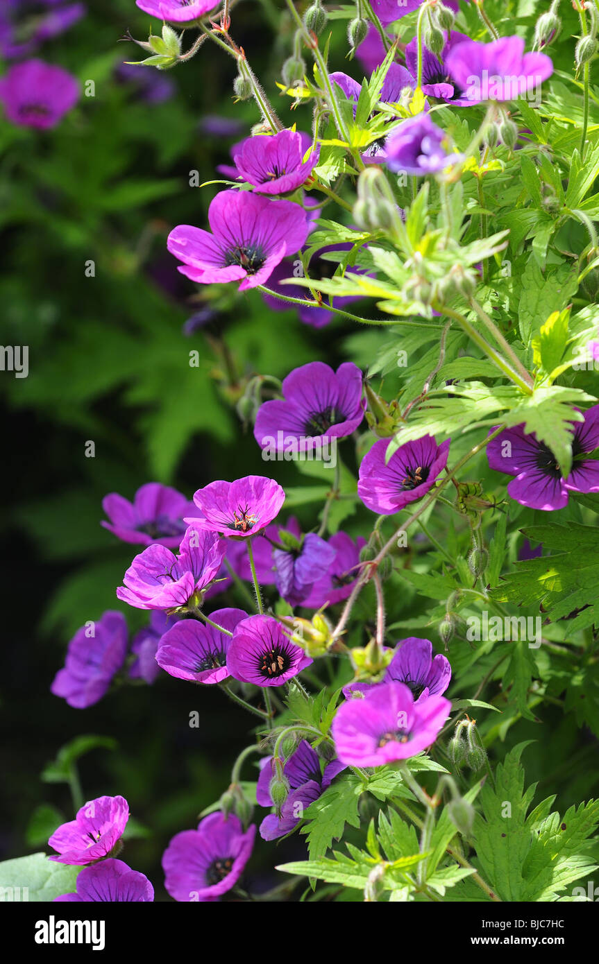 Hardy plant hi-res stock photography and images - Alamy