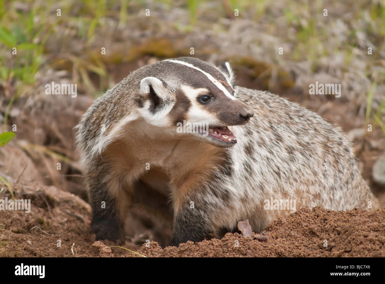 American badger, Taxidea taxus, USA Stock Photo - Alamy