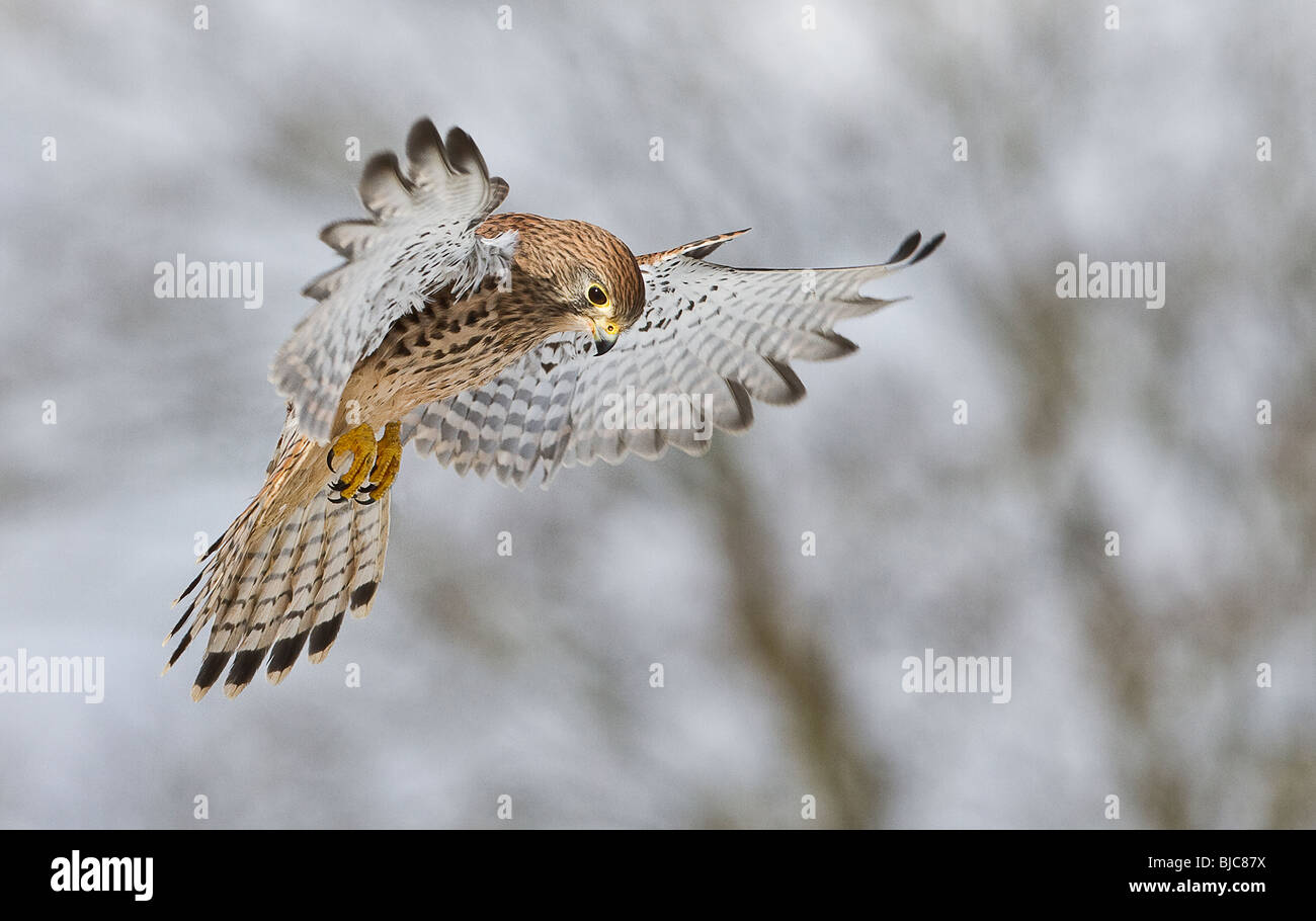 Female Eurasian Kestrel hovering in the breeze Stock Photo - Alamy
