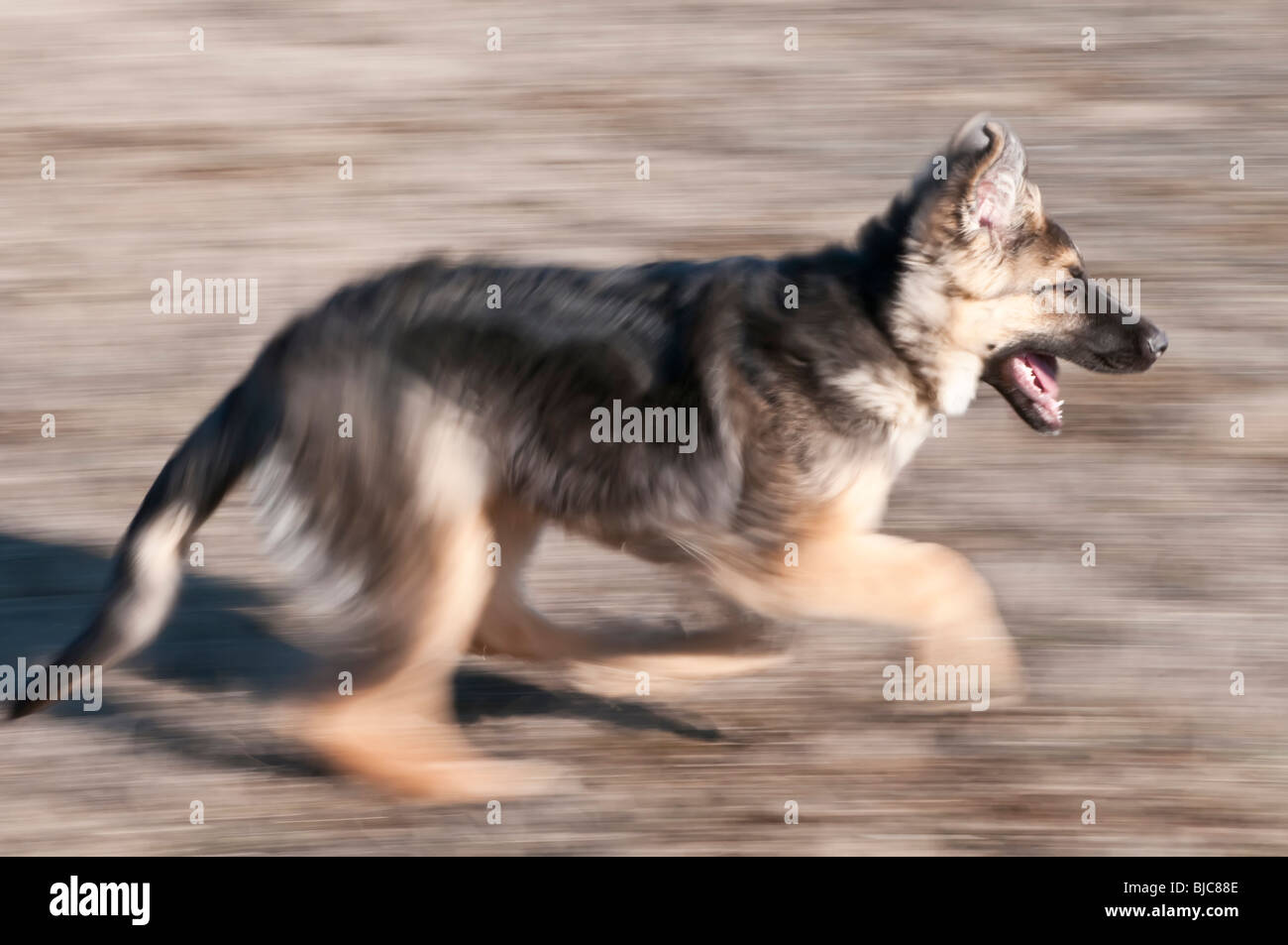 German shepherd, Canis lupus familiaris, long-haired puppy, 19 weeks ...