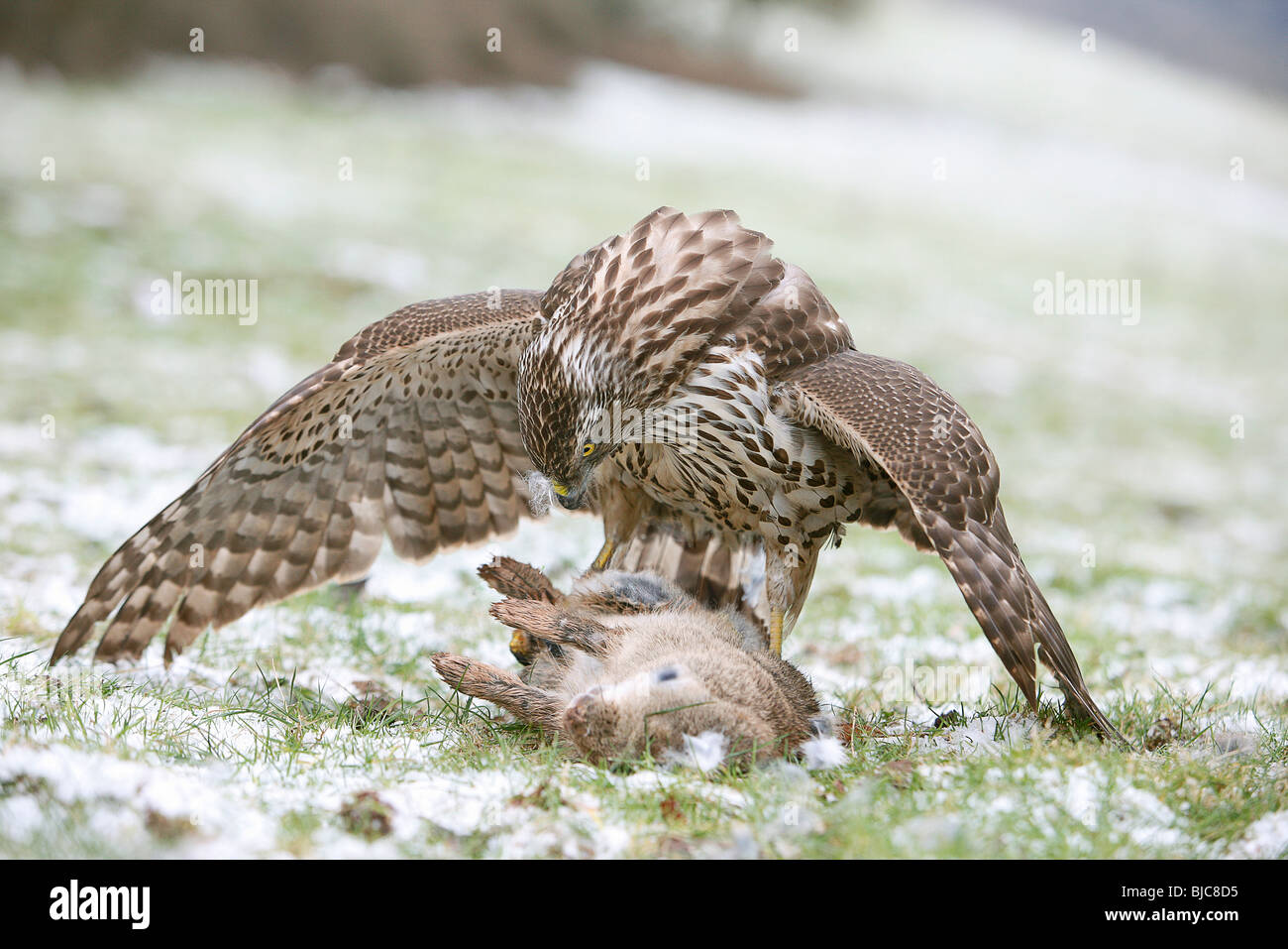 This photo depicts a goshawk soon after it has caught a rabbit. The ...