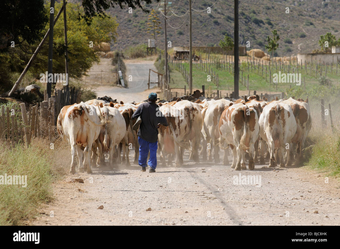 Herd of dairy cows being driven down a dirt road in the western Cape ...