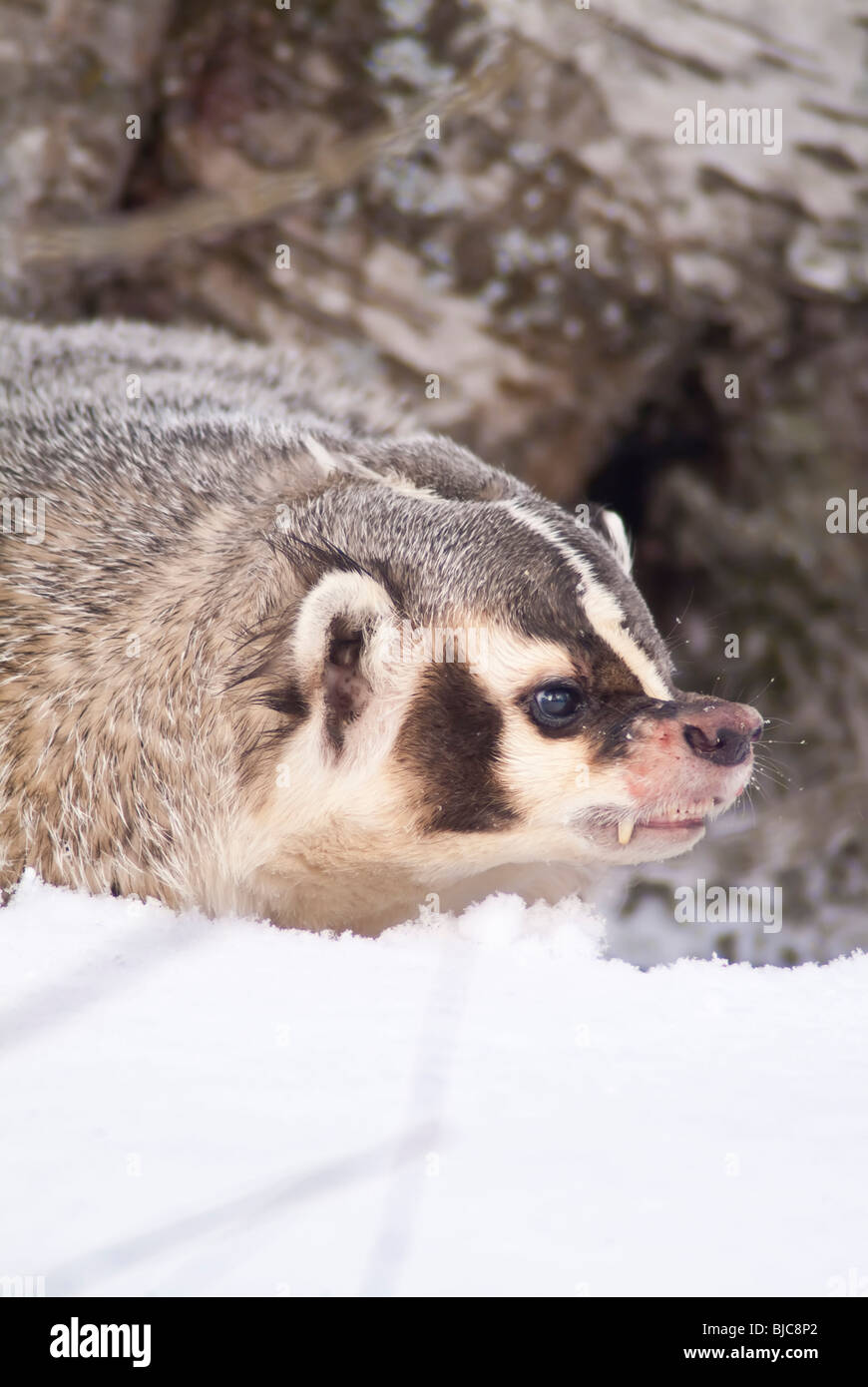 American badger, Taxidea taxus, Montana, USA Stock Photo - Alamy