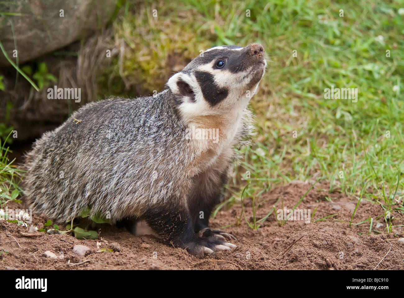 American badger, Taxidea taxus, USA Stock Photo - Alamy