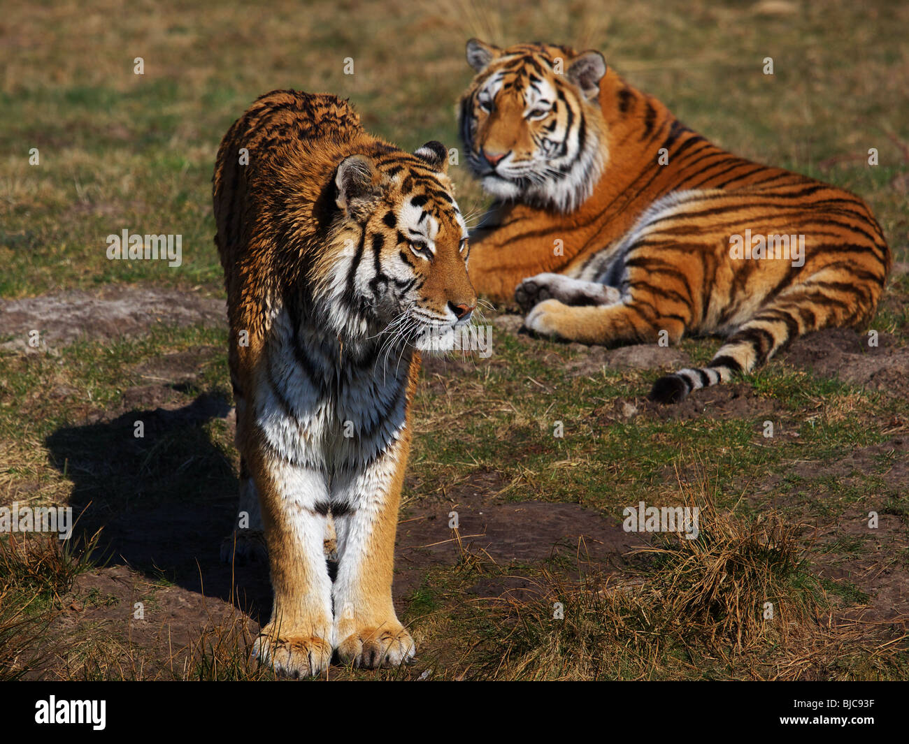 Two Siberian tigers on the waterside, one standing, the other one lying ...