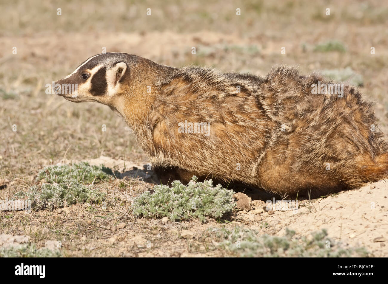American badger, Taxidea taxus, grassland, North Dakota, USA Stock ...