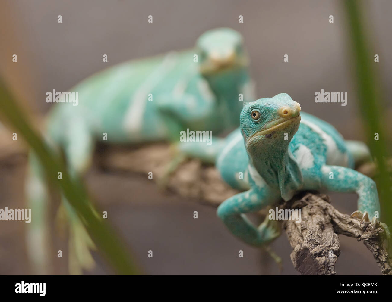 Iquana hi-res stock photography and images - Alamy