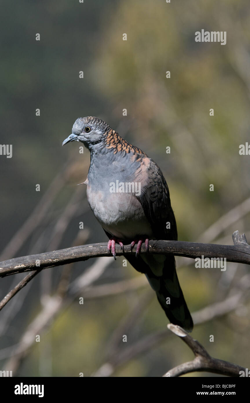 great image of a bronze winged pidgeon Stock Photo - Alamy