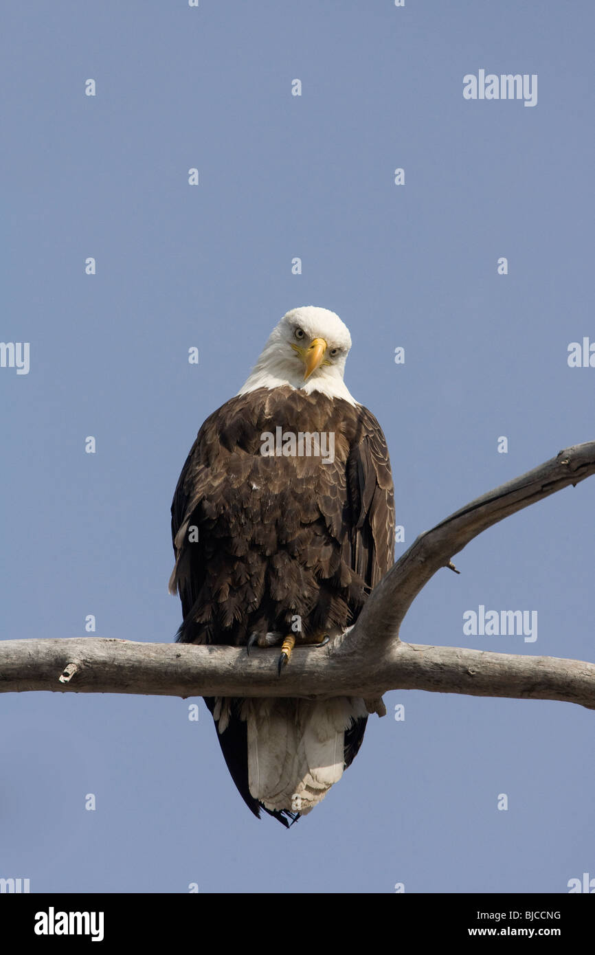 Perched Adult Bald Eagle Looking Down Stock Photo - Alamy