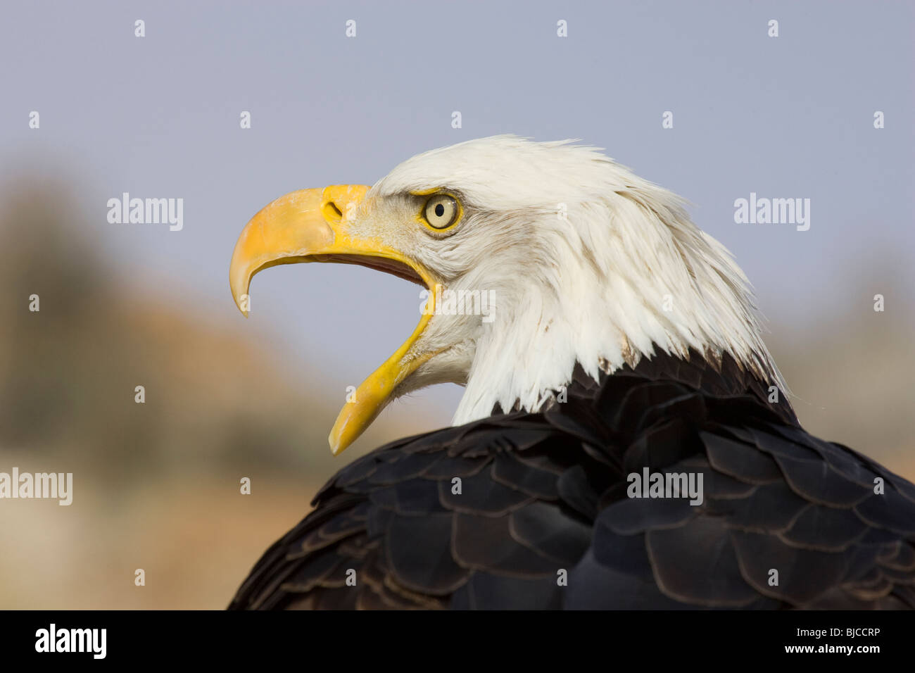 Bald eagle screaming hi-res stock photography and images - Alamy