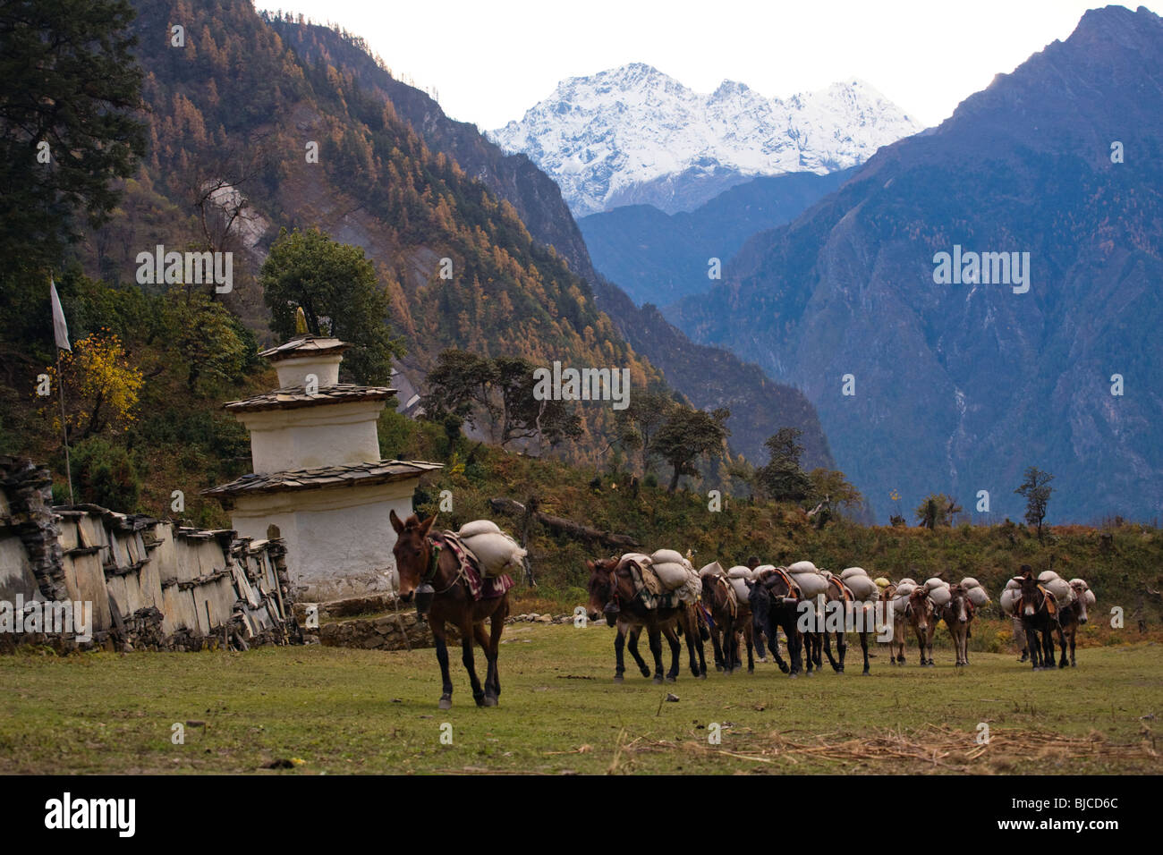 MULES haul supplies to a remote TIBETAN BUDDHIST MONASTERY - NEPAL ...