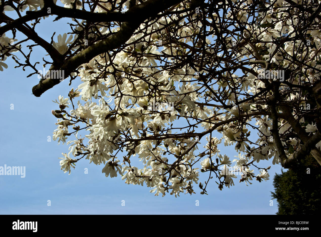 White magnolia blossoms in full early spring bloom from gnarled tangled ...