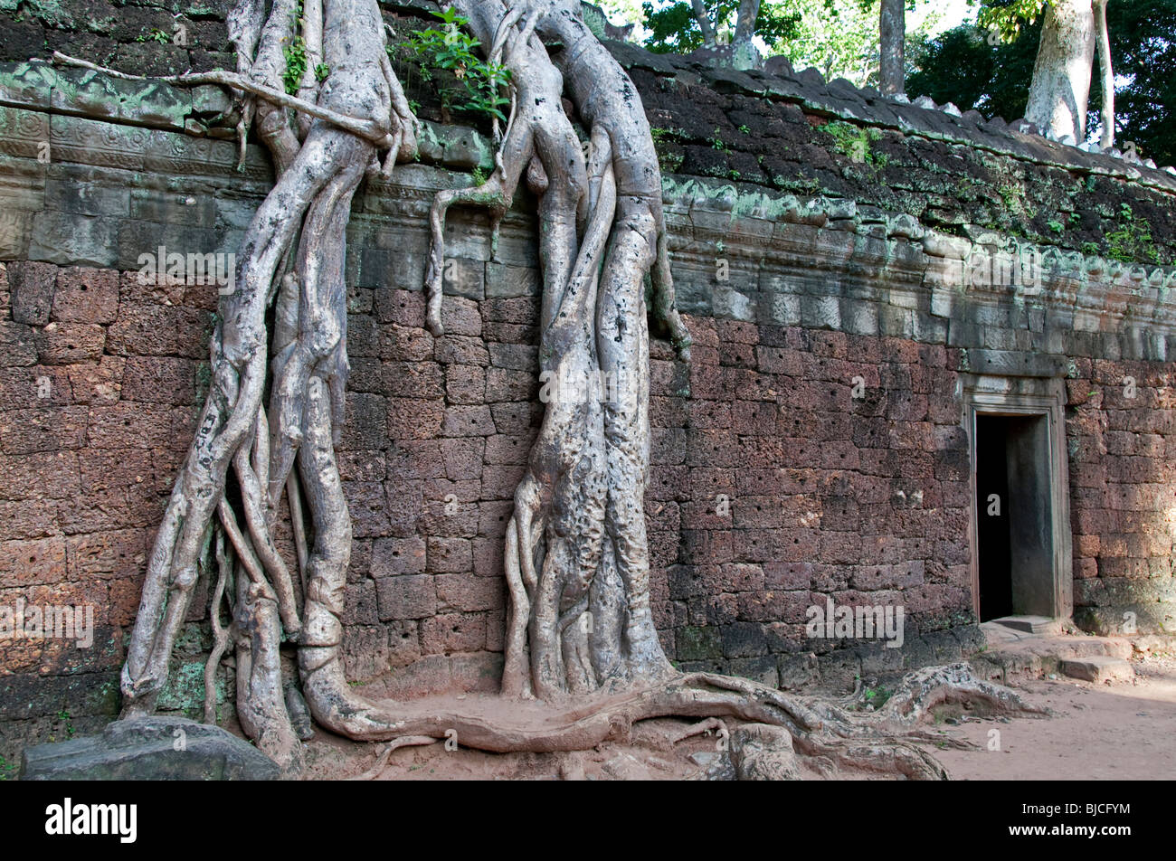 Tree roots covering building ruins hi-res stock photography and images ...