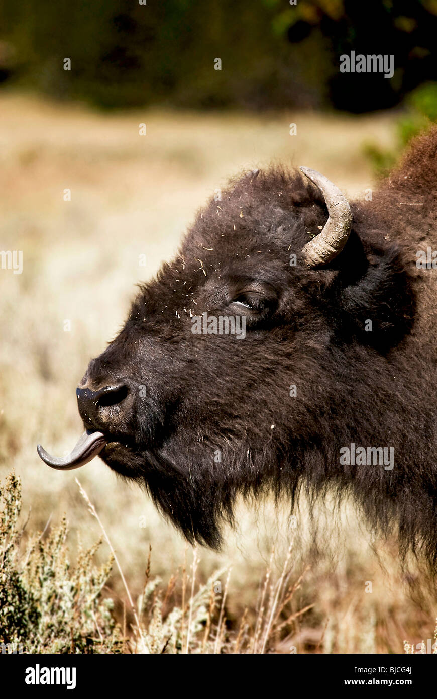 Close up of a buffalo sticking out his tongue Stock Photo - Alamy