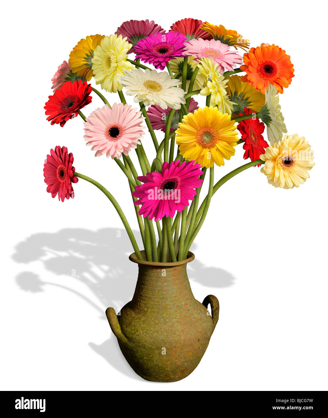 bouquet of multicolor geberas on a white background with shadow Stock ...