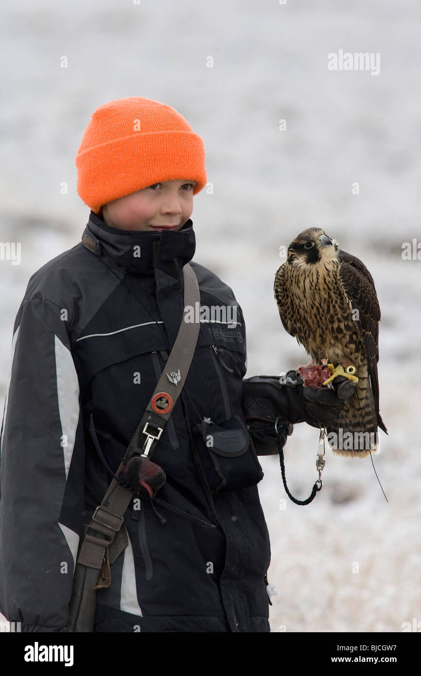 A young peregrine falcon hi-res stock photography and images - Alamy